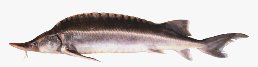 Chinese Sturgeon, HD Png Download , Transparent Png Image - PNGitem