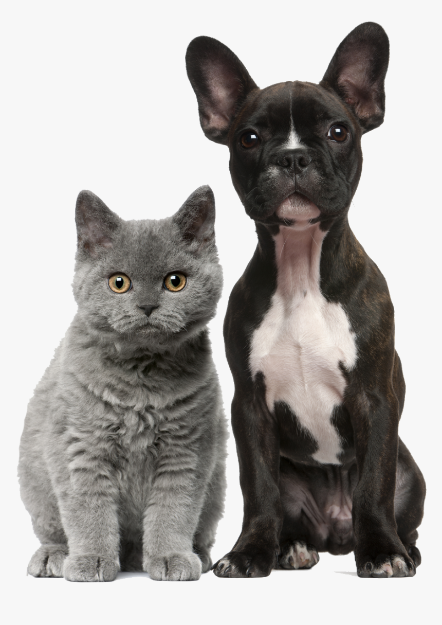 Dog Cat Png, Transparent Png , Transparent Png Image - PNGitem