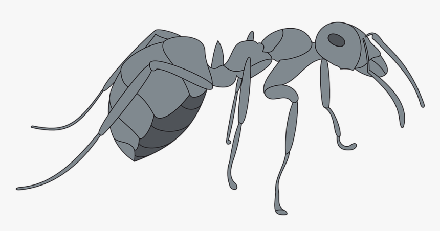 Gray Ant, HD Png Download , Transparent Png Image - PNGitem