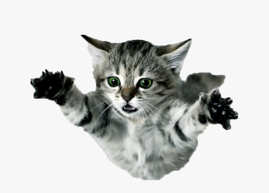 Flying Cat Png - Flying Kittens, Transparent Png , Transparent Png ...