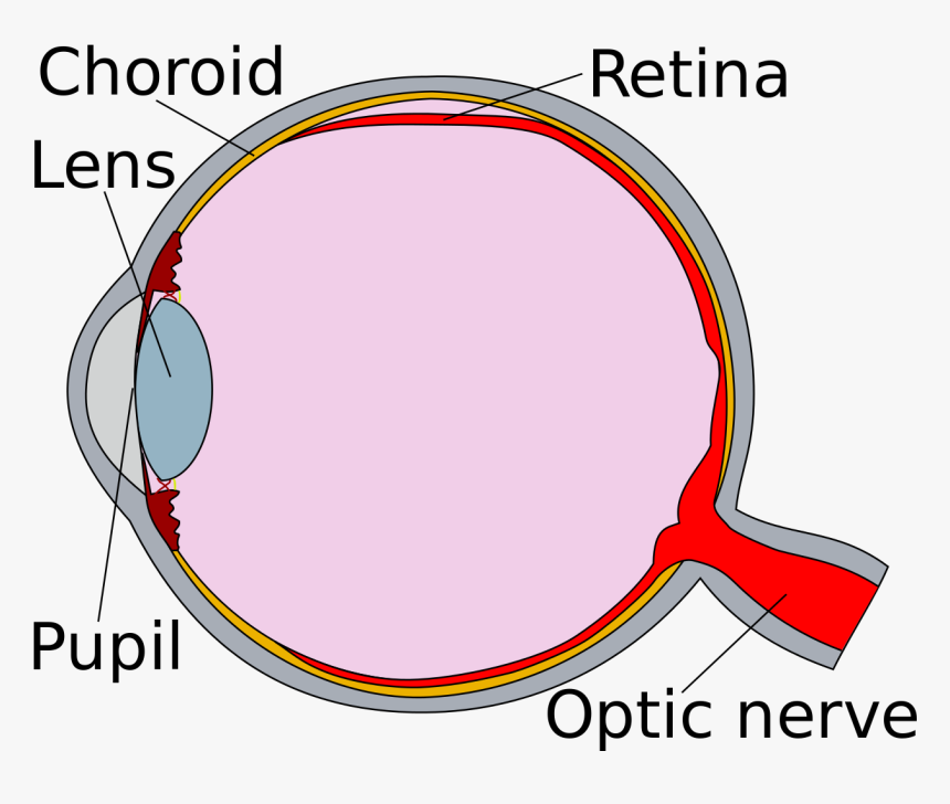 Human Eye Cross Section Detached Retina - Diagram Of Eye Retina, HD Png ...