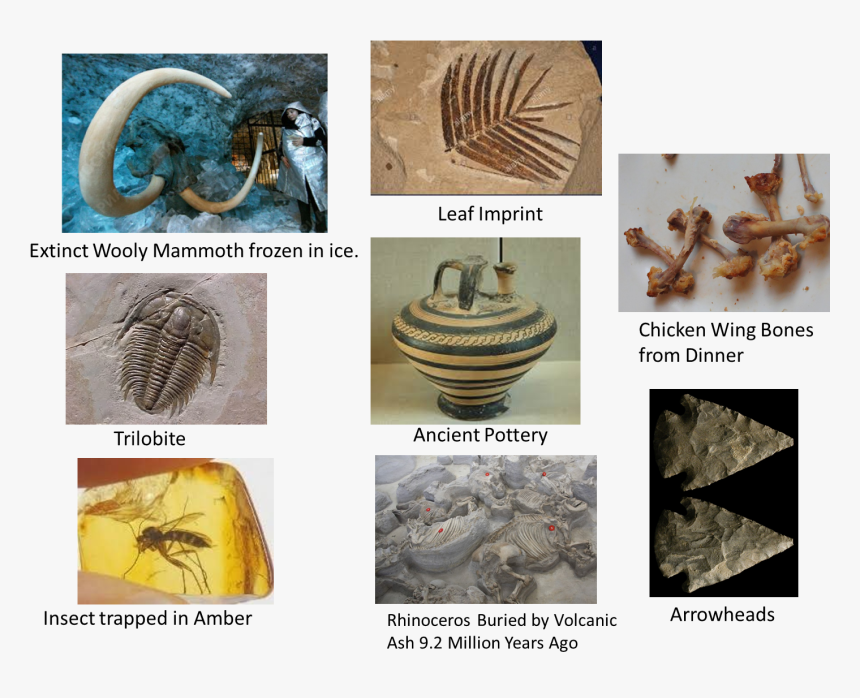 Fossil And Artifacts Worksheet, HD Png Download , Transparent Png Image ...