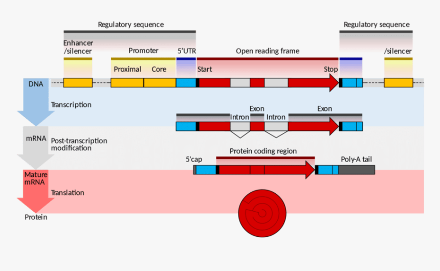 Eukaryote Gene Structure Hd Png Download Transparent Png Image Pngitem