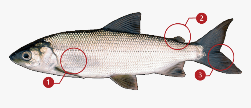 Cisco Fish, HD Png Download , Transparent Png Image - PNGitem
