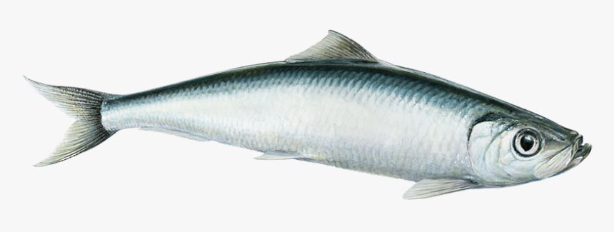 Herring, HD Png Download , Transparent Png Image - PNGitem
