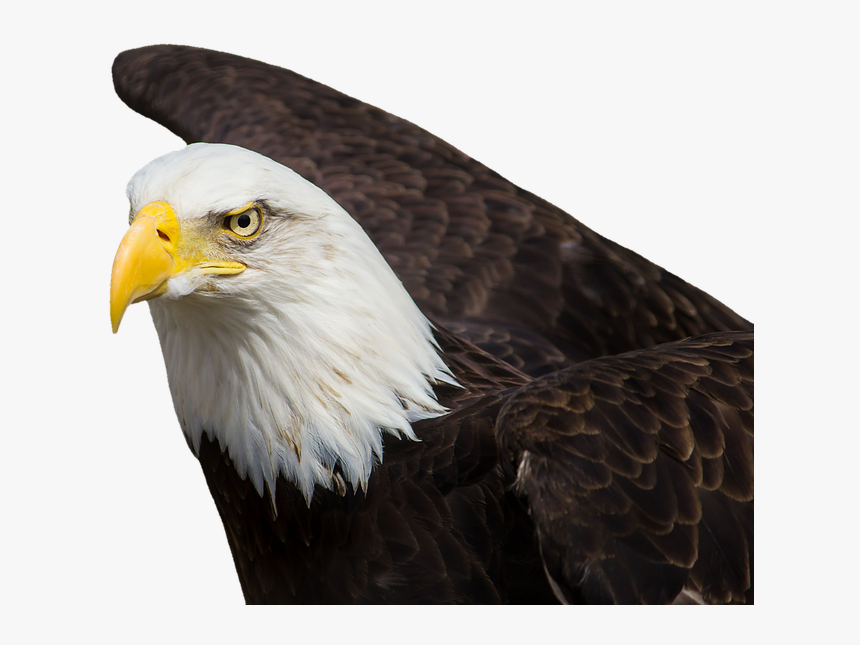 Adler, Bald Eagles, Bird Of Prey, Raptor - Mother Eagle, HD Png ...