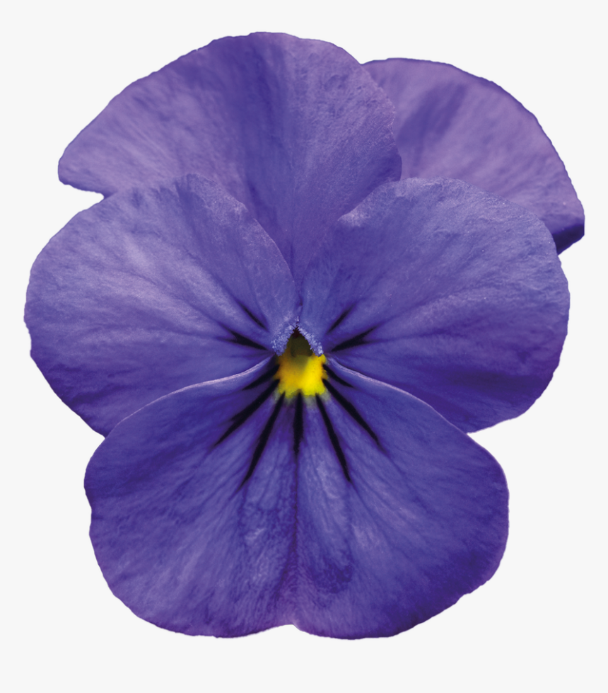 Blue Violet Flower
