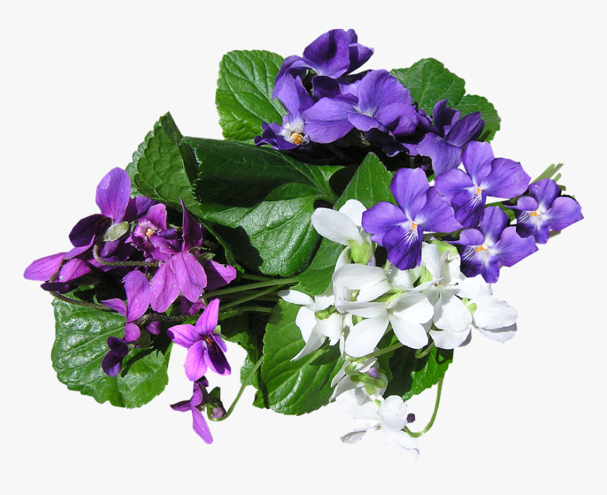 Violets Transparent, HD Png Download , Transparent Png Image - PNGitem