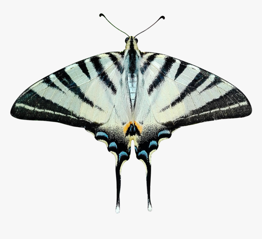 Butterfly, Png, Transparent, Ali, Moth, Papilionidae - Number Flashcard ...