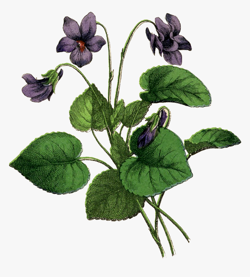 Violets Clip Art