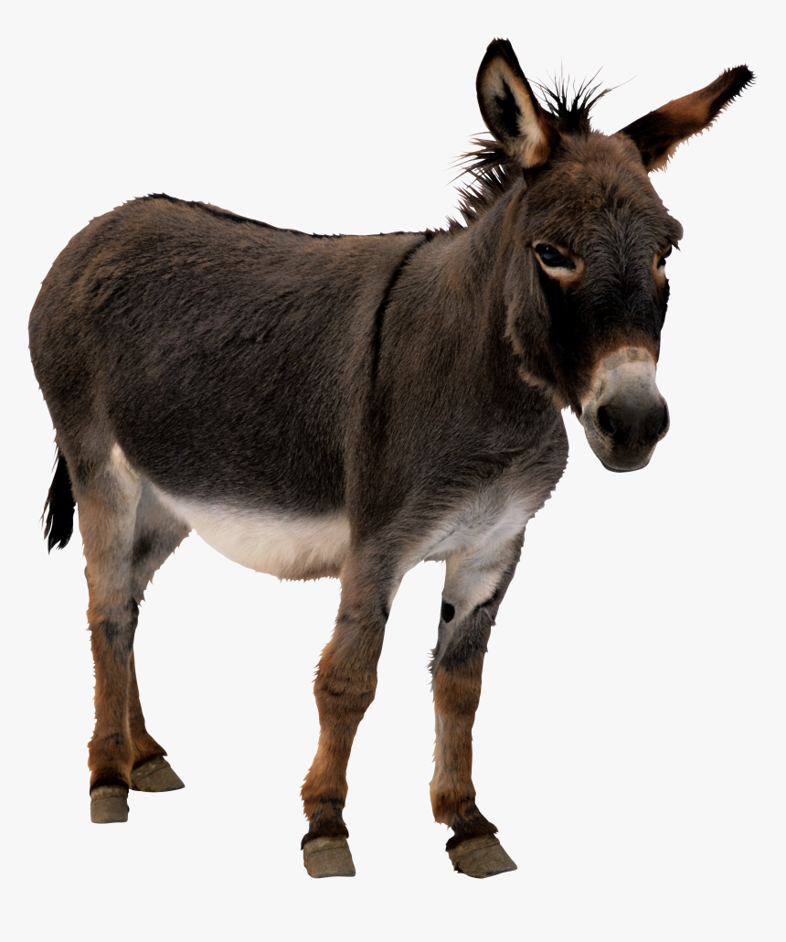 Donkey Png, Transparent Png , Transparent Png Image - PNGitem