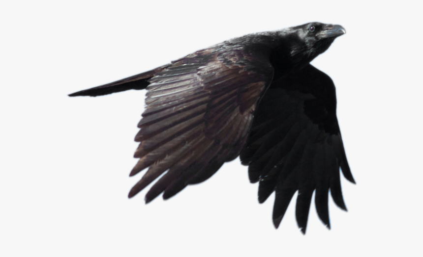Crow Png Picture - Crow Flying Transparent Background, Png Download ...