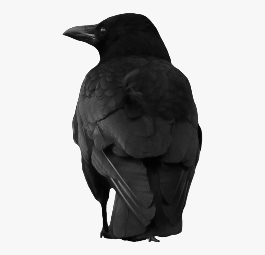 Crow Png Image - Crow Png, Transparent Png , Transparent Png Image ...