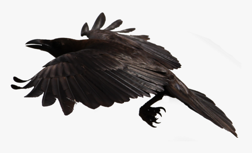 Crow Flying Transparent Background, HD Png Download , Transparent Png ...