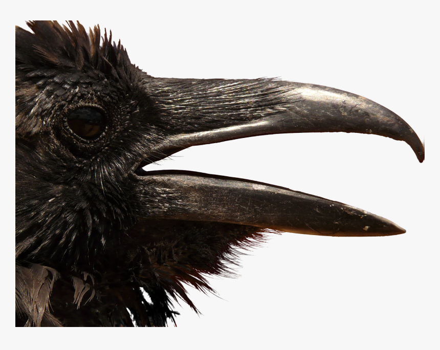 Crow Head Png, Transparent Png , Transparent Png Image - PNGitem