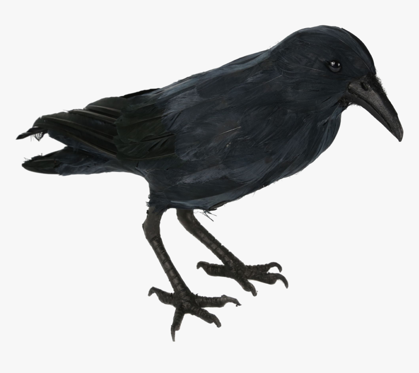 Crow Png Free Images - Crow Png Hd, Transparent Png , Transparent Png ...