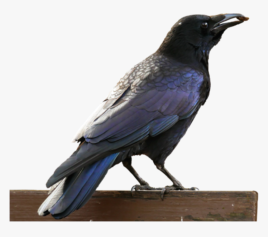 Transparent Magpie Png, Png Download , Transparent Png Image - PNGitem
