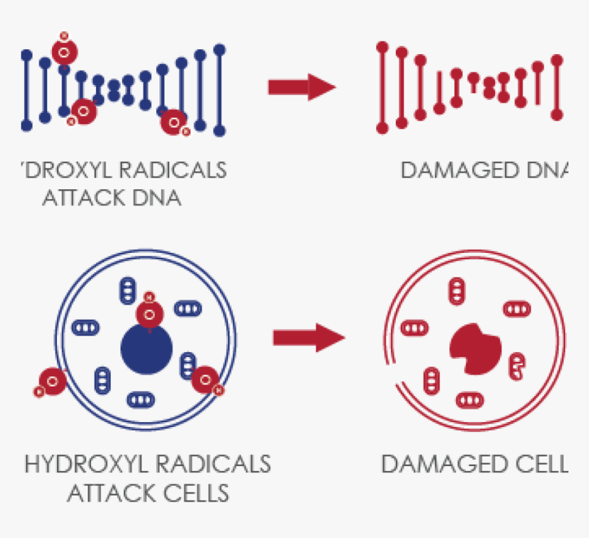 Hydroxyl Radical Damage To Dna, HD Png Download , Transparent Png Image ...