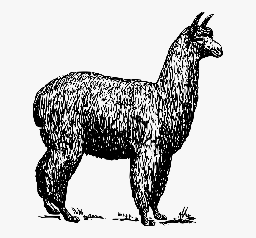 Alpaca Png, Transparent Png , Transparent Png Image - PNGitem