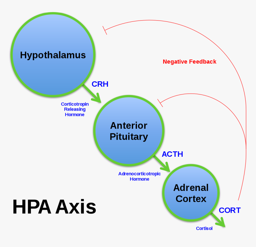 Hpa Axis, HD Png Download , Transparent Png Image - PNGitem