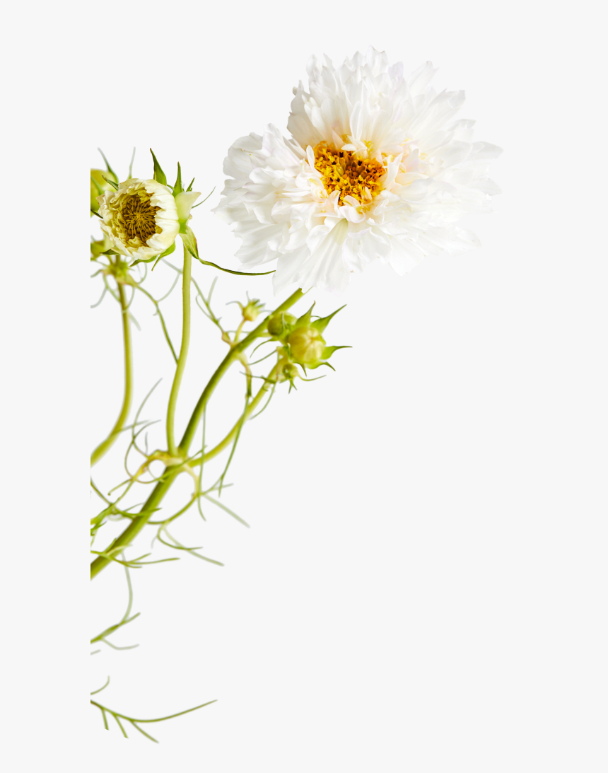 Chrysanths, HD Png Download , Transparent Png Image - PNGitem