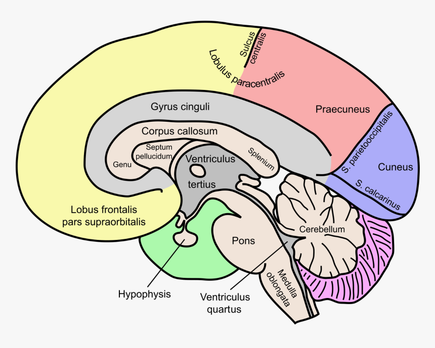 Labeled Map Of Brain, HD Png Download , Transparent Png Image - PNGitem