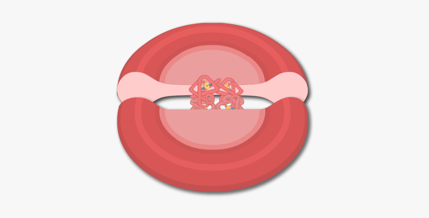 Hemoglobin Png, Transparent Png , Transparent Png Image - PNGitem