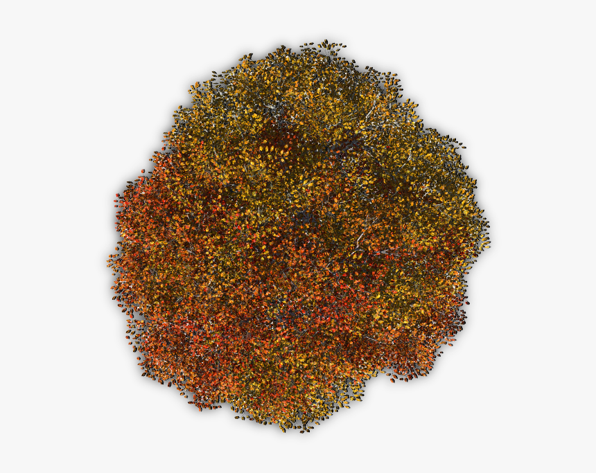 Tree Bush Png - Dundjinni Tree, Transparent Png , Transparent Png Image ...