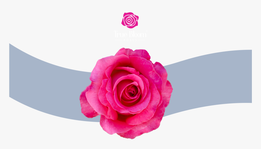 Rose Bush Png - Garden Roses, Transparent Png , Transparent Png Image ...
