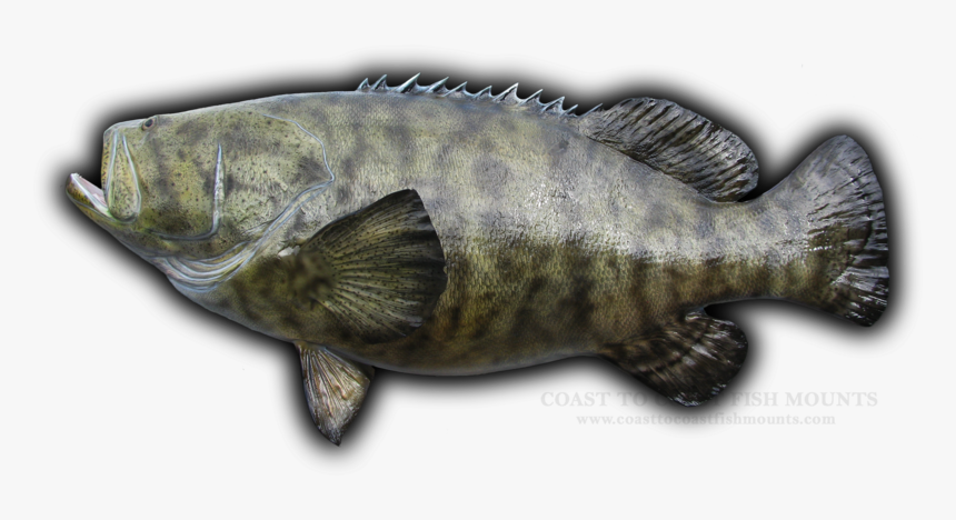 Striped Jewfish, HD Png Download , Transparent Png Image - PNGitem