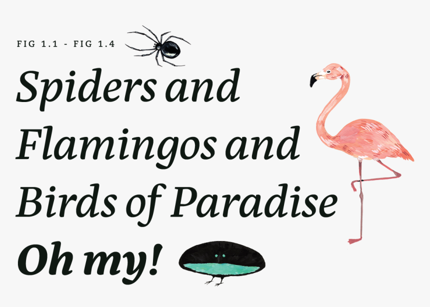 Spiders And Flamingos And Birds Of Paradise Oh My - Greater Flamingo ...