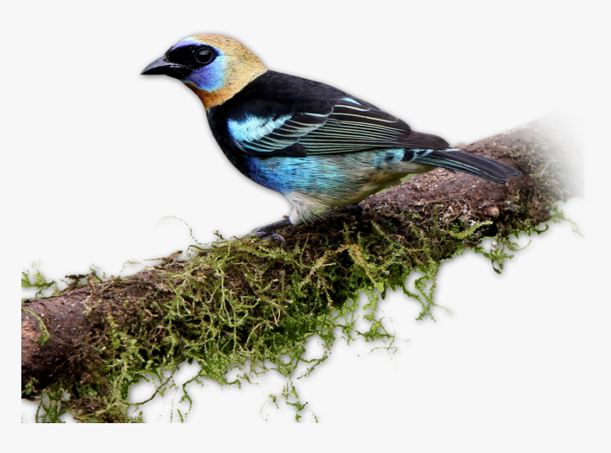 Finch, HD Png Download , Transparent Png Image - PNGitem