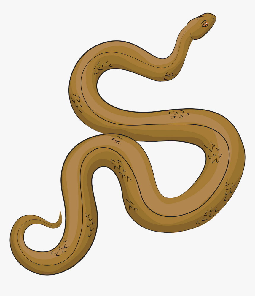 Boa, HD Png Download , Transparent Png Image - PNGitem