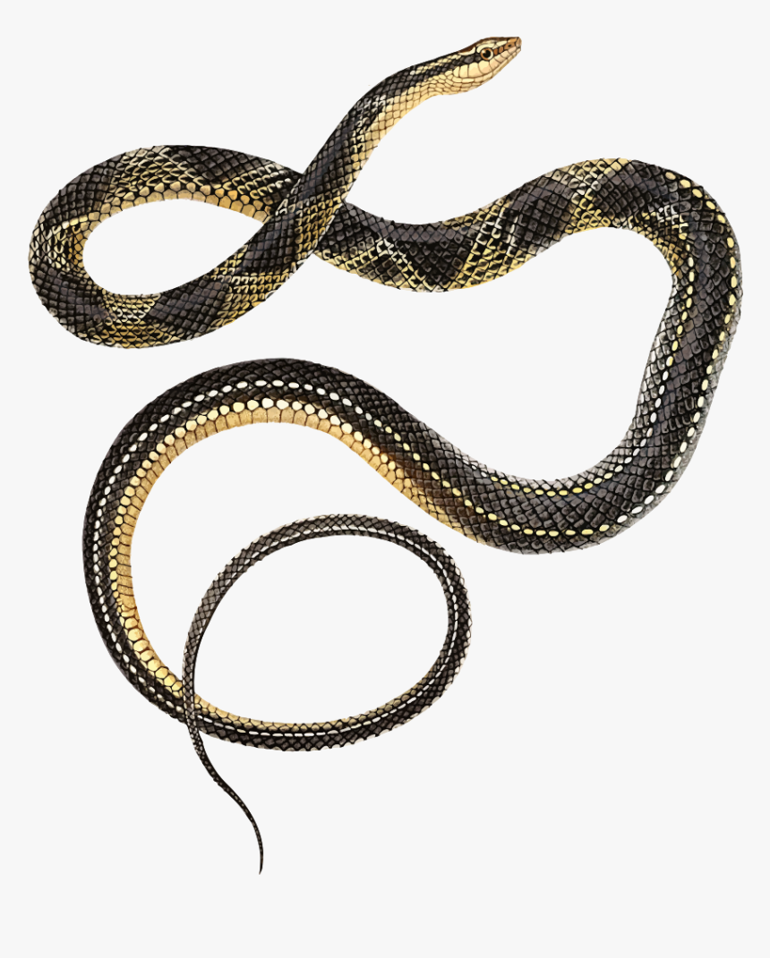 Lacépède S Ground Snake - Clip Art, HD Png Download , Transparent Png ...