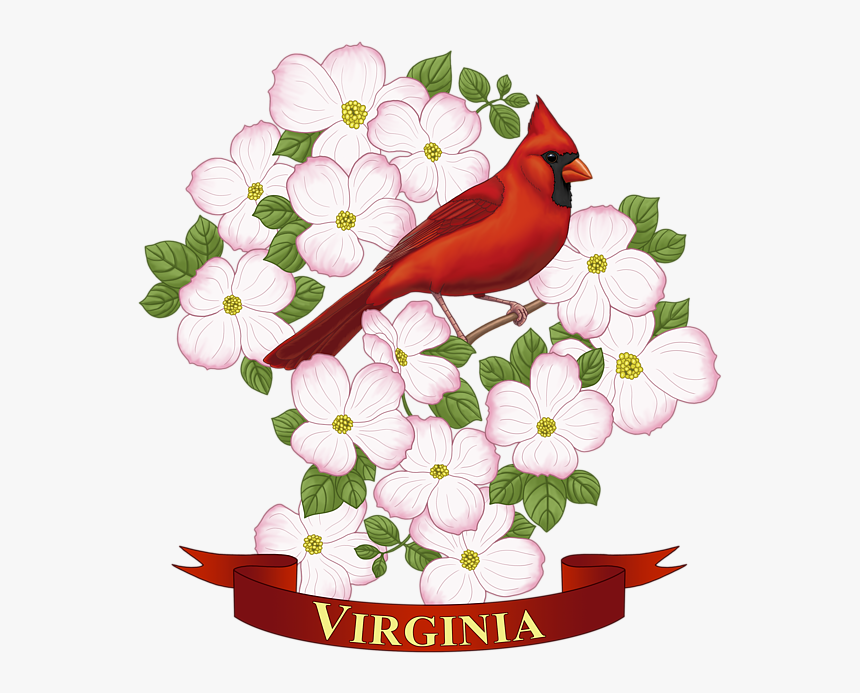 Virginia State Bird Drawing, HD Png Download , Transparent Png Image ...
