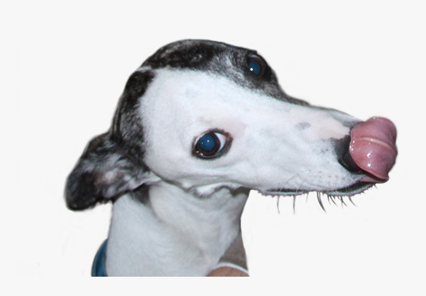 Whippet, HD Png Download , Transparent Png Image - PNGitem