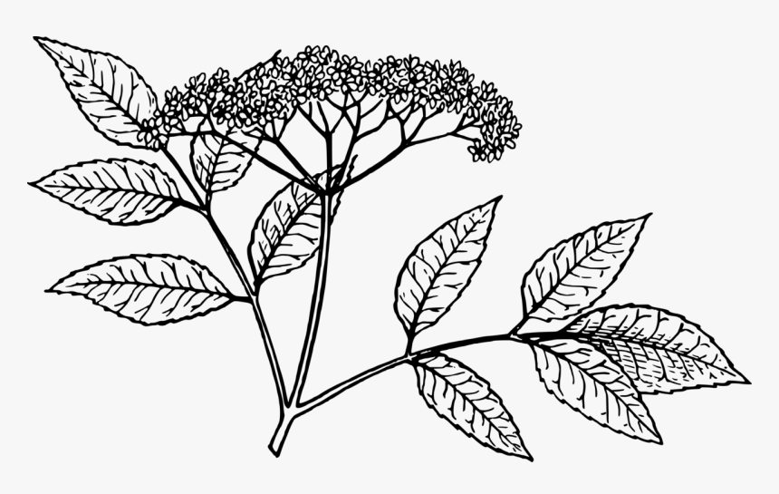 Elderflower Cordial Drawing Red Elderberry Tree Free - Elderberry ...