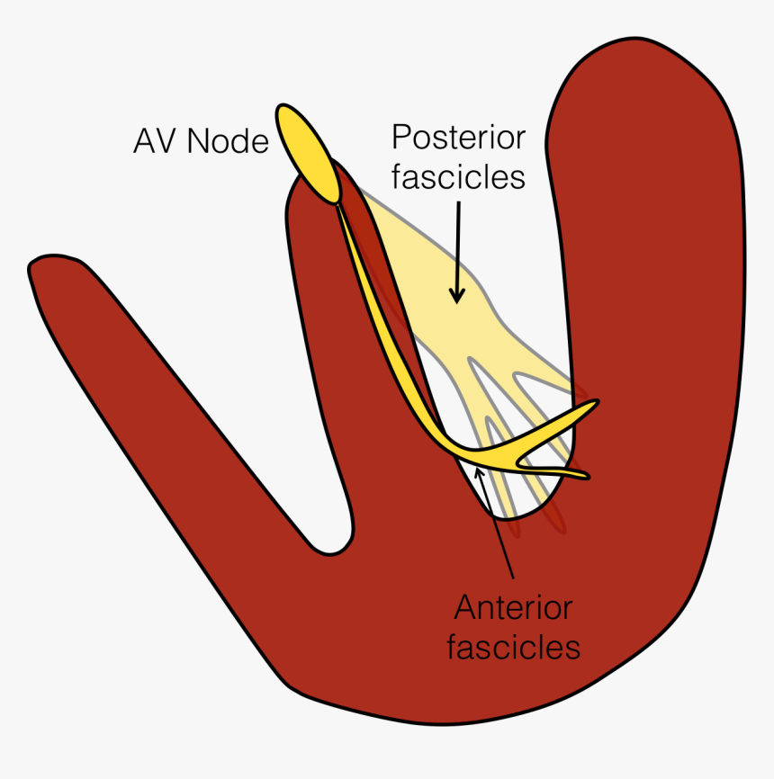 Left Posterior Fascicle Anatomy, HD Png Download , Transparent Png ...