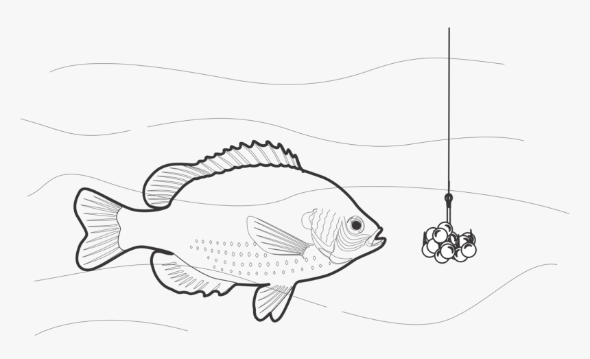 Art,monochrome Photography,fish - Bait Cartoon Drawing, HD Png Download ...