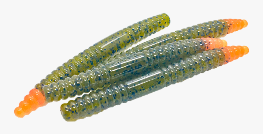 Marine Invertebrates, HD Png Download , Transparent Png Image - PNGitem