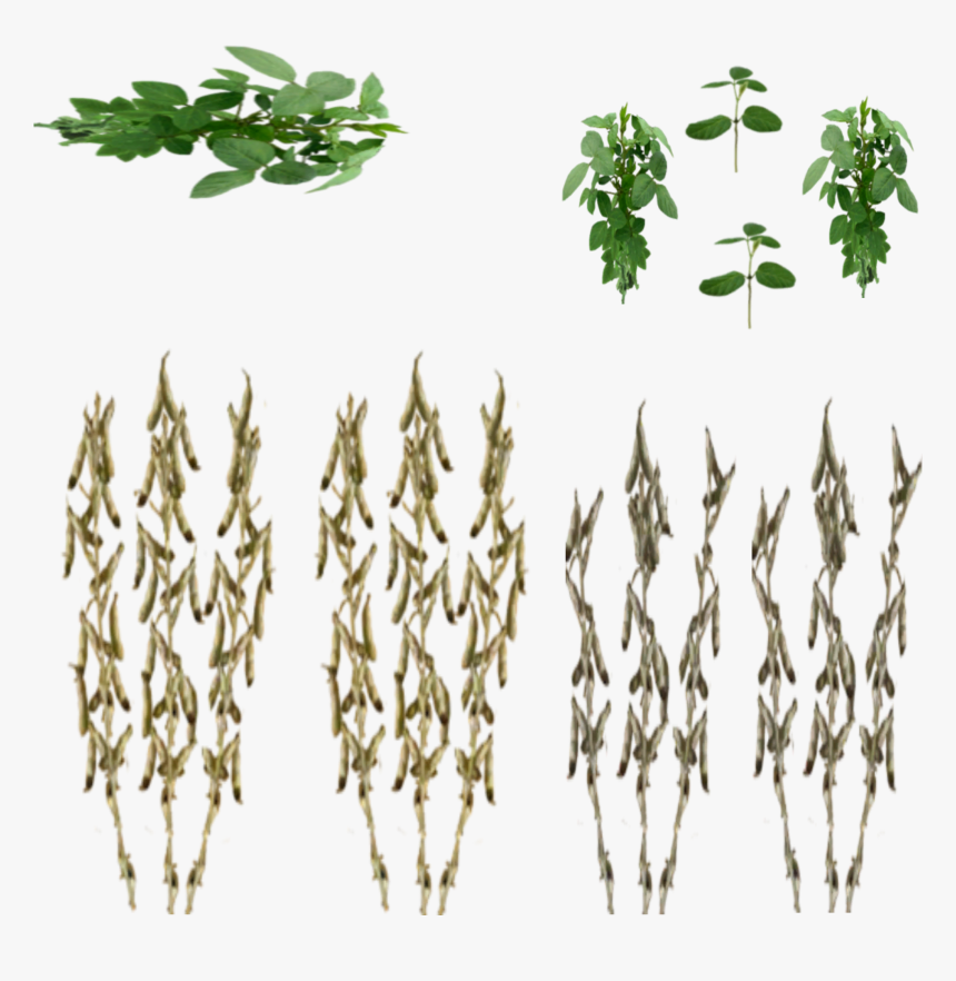 Farming Simulator 17 Soybean Texture Mods, HD Png Download ...