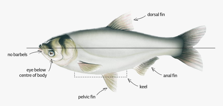 Cat Fish, HD Png Download , Transparent Png Image - PNGitem