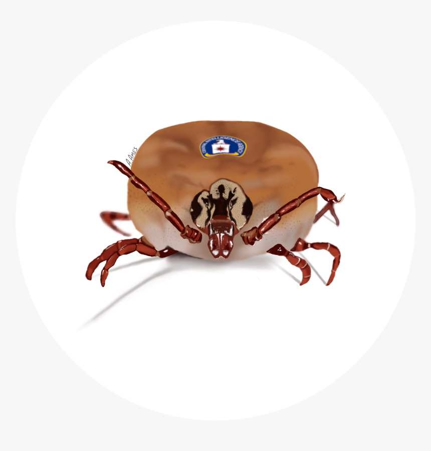 Ticks Png, Transparent Png , Transparent Png Image - PNGitem