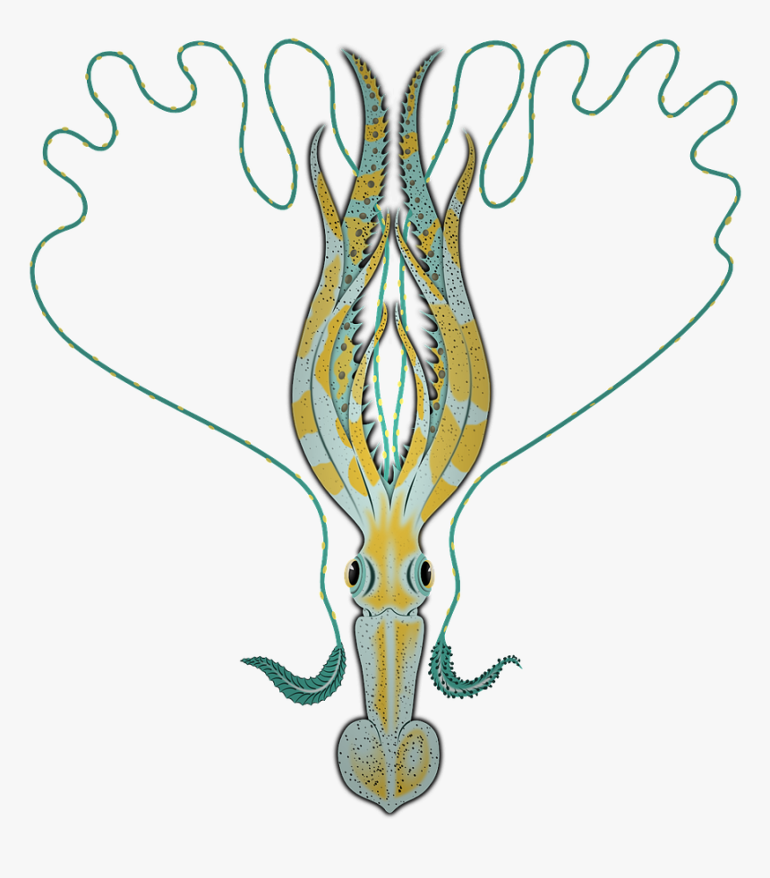 Cuttlefishes, HD Png Download , Transparent Png Image - PNGitem