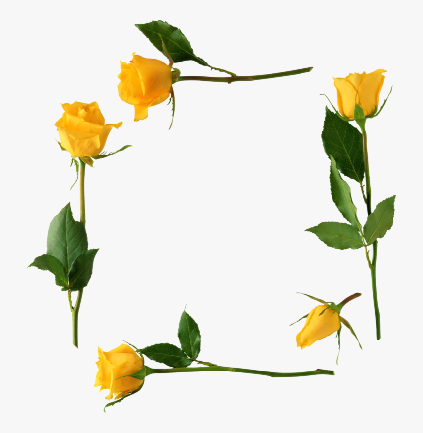 Yellow Roses Frame Png, Transparent Png , Transparent Png Image - PNGitem