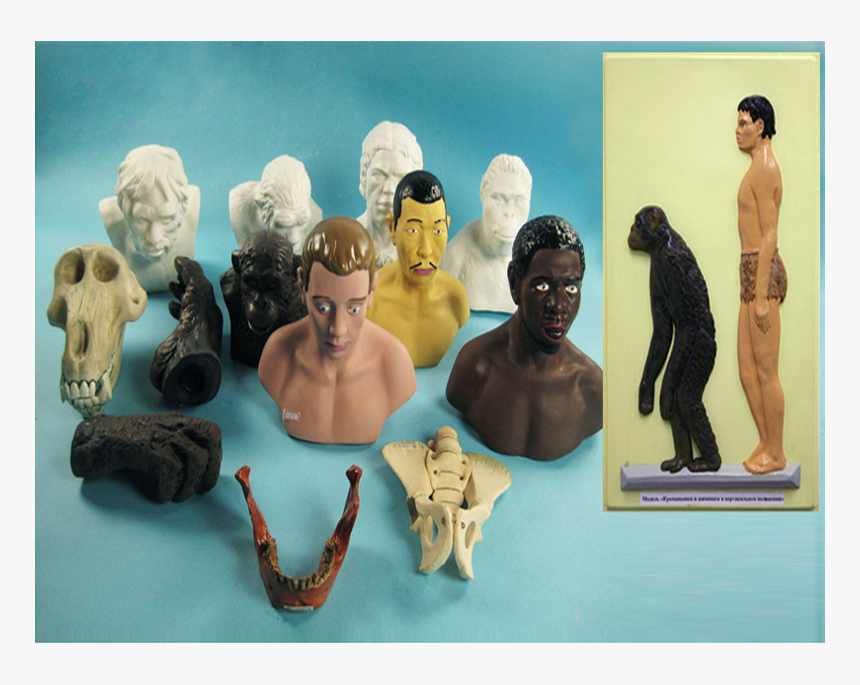 Biology Teaching Aids Anatomical Human Evolution Model - Figurine, HD Png Download , Transparent ...