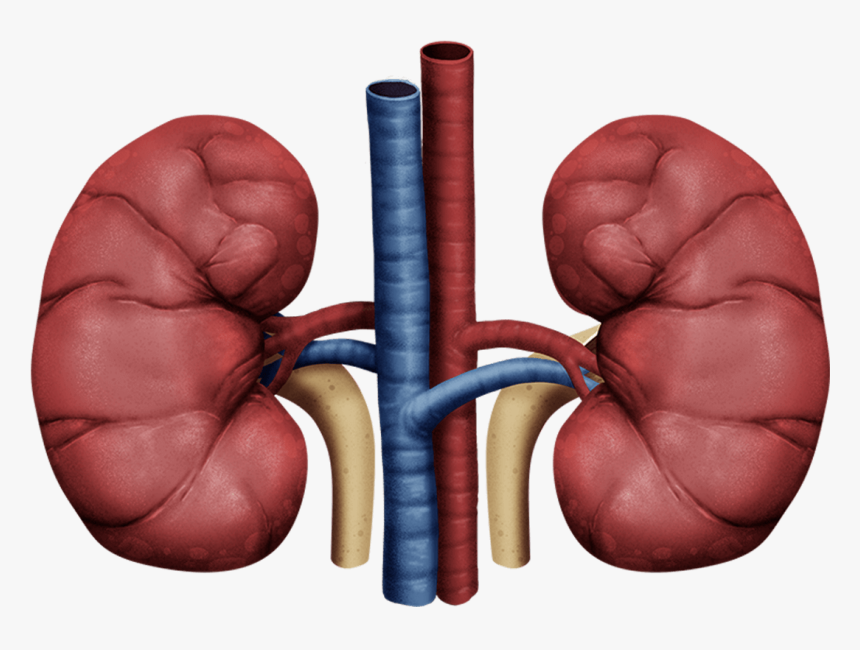 Thumb Image - Transparent Background Kidney Png, Png Download ...