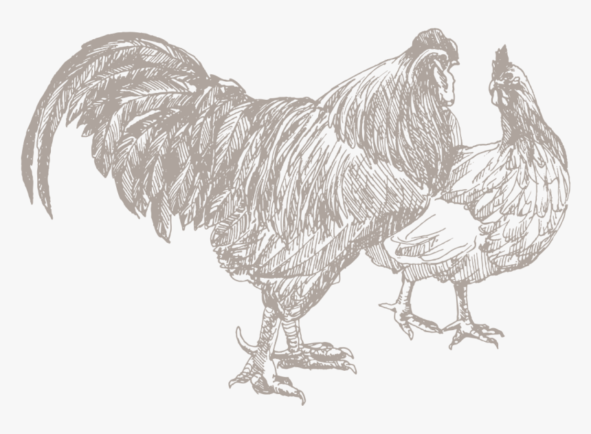 Chicken Sketch Png, Transparent Png , Transparent Png Image - PNGitem