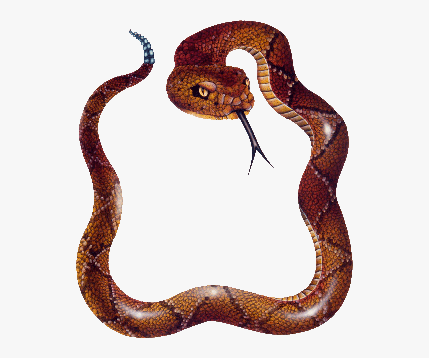 Snake Png Photos - Copperhead Snake Png, Transparent Png , Transparent ...
