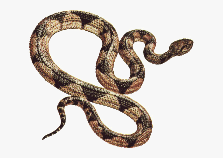 Snake Png Free Download - Snake Clip Art, Transparent Png , Transparent ...
